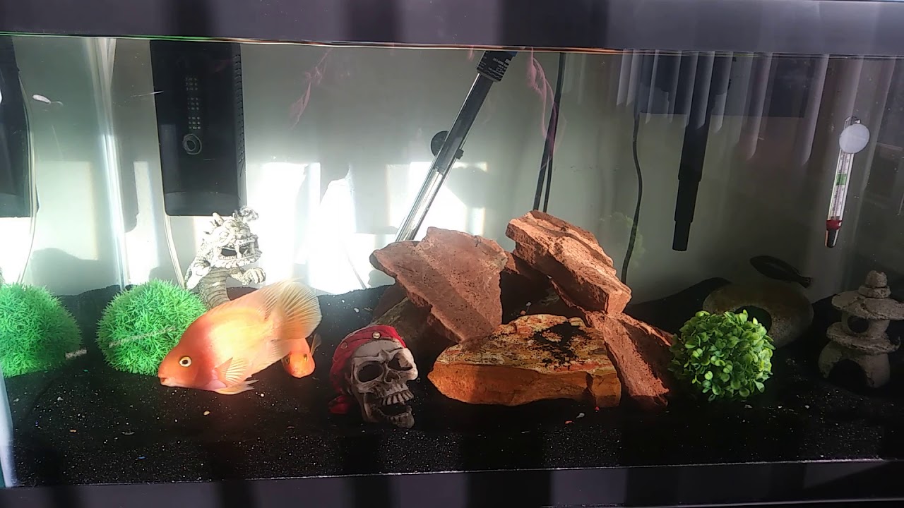 Blood Parrot Tank - YouTube