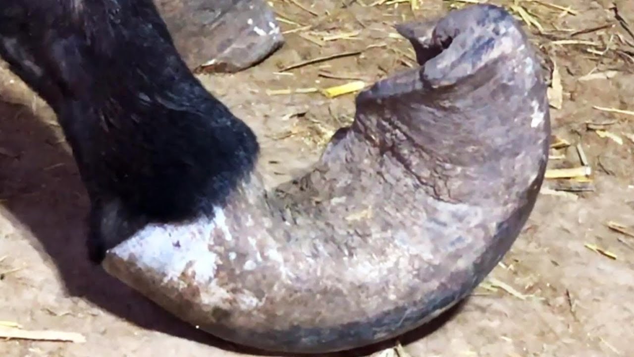 The donkey is extremely thin, and its hooves are curled like horns ...