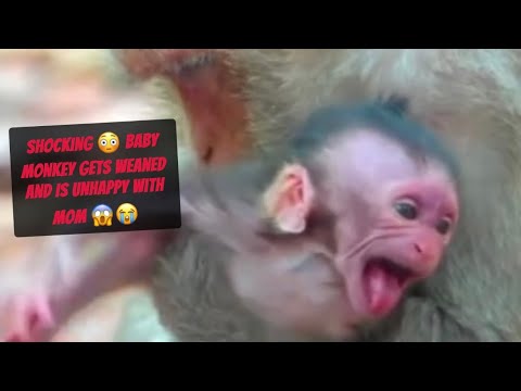 SHOCKING 😳 Baby Monkey Angry At Mom For Starting Weaning 😱😭 