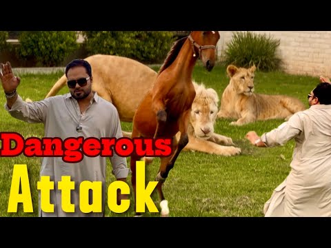 Al Alanso nay bohat bura attack kia 😱snow & Leo ka colour change kar dia 😳(mian saqib)