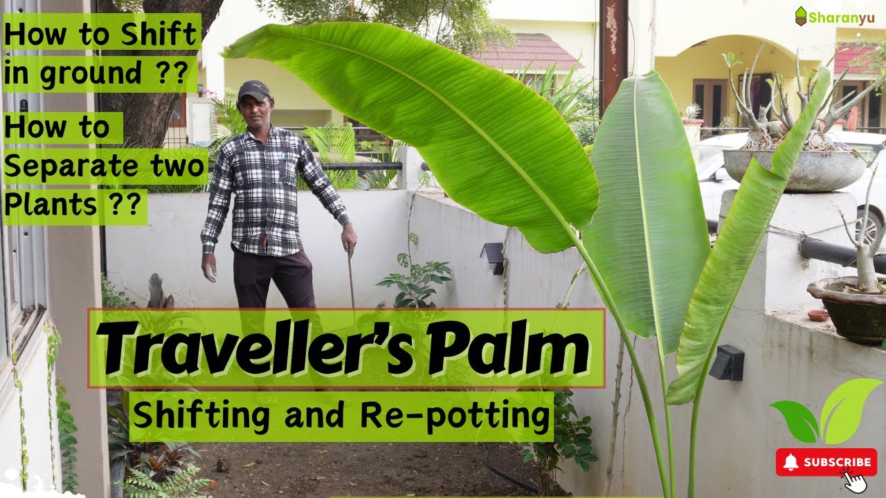 Traveller's Palm Shifting || How to separate two Plants ?? How to Shift ...