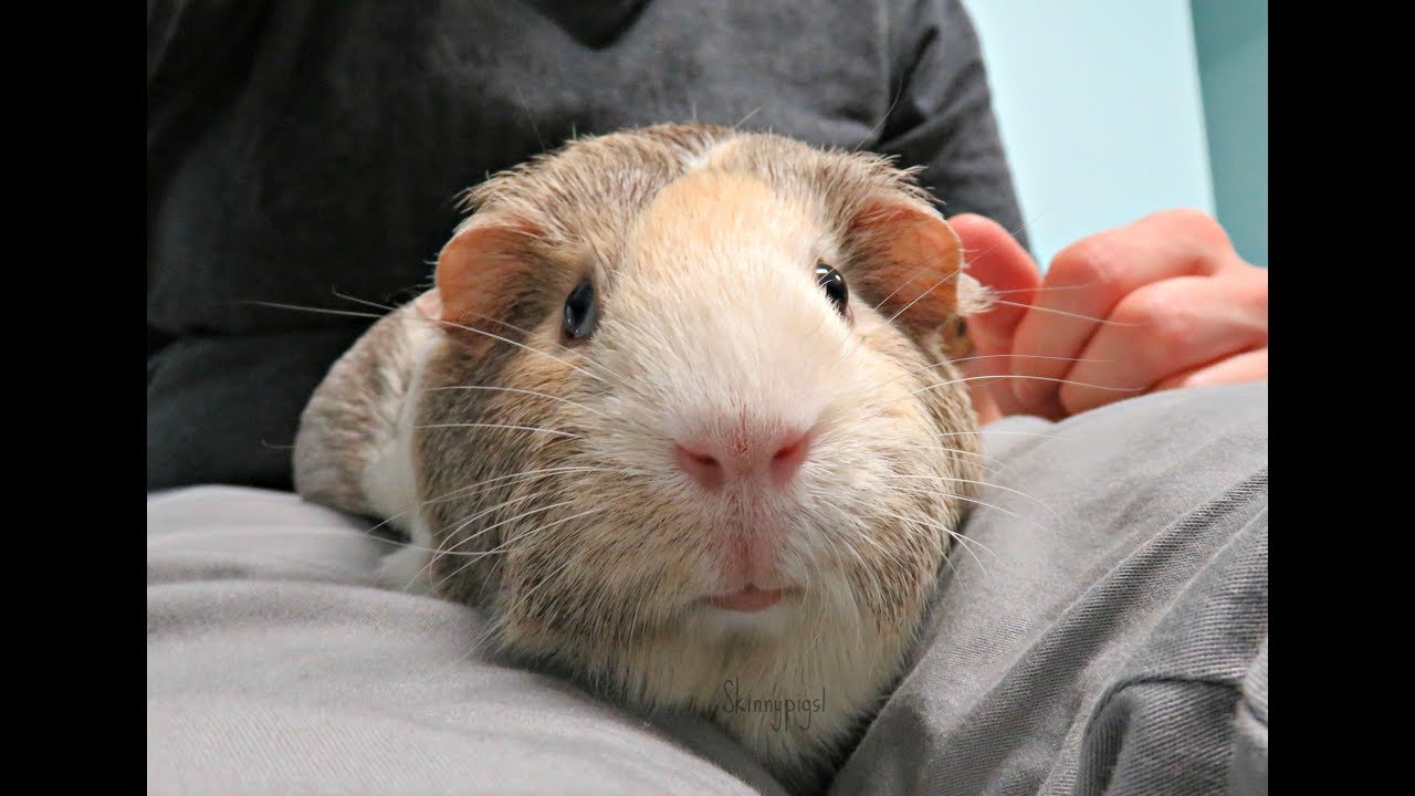 Relax & Enjoy Some Sweet Guinea Pigs & A Cute Bunny - YouTube