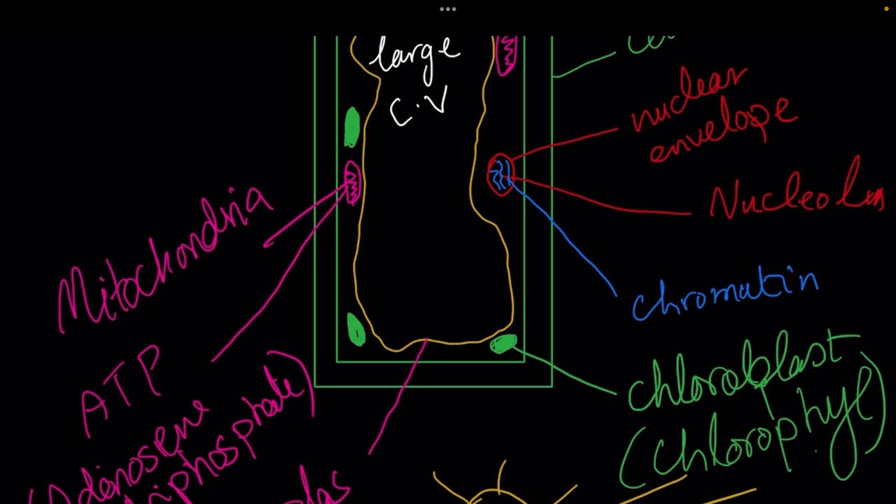 Plant and Animal Cells x Olevels x Neet x MDCAT x gcse x igcse x edexel ...