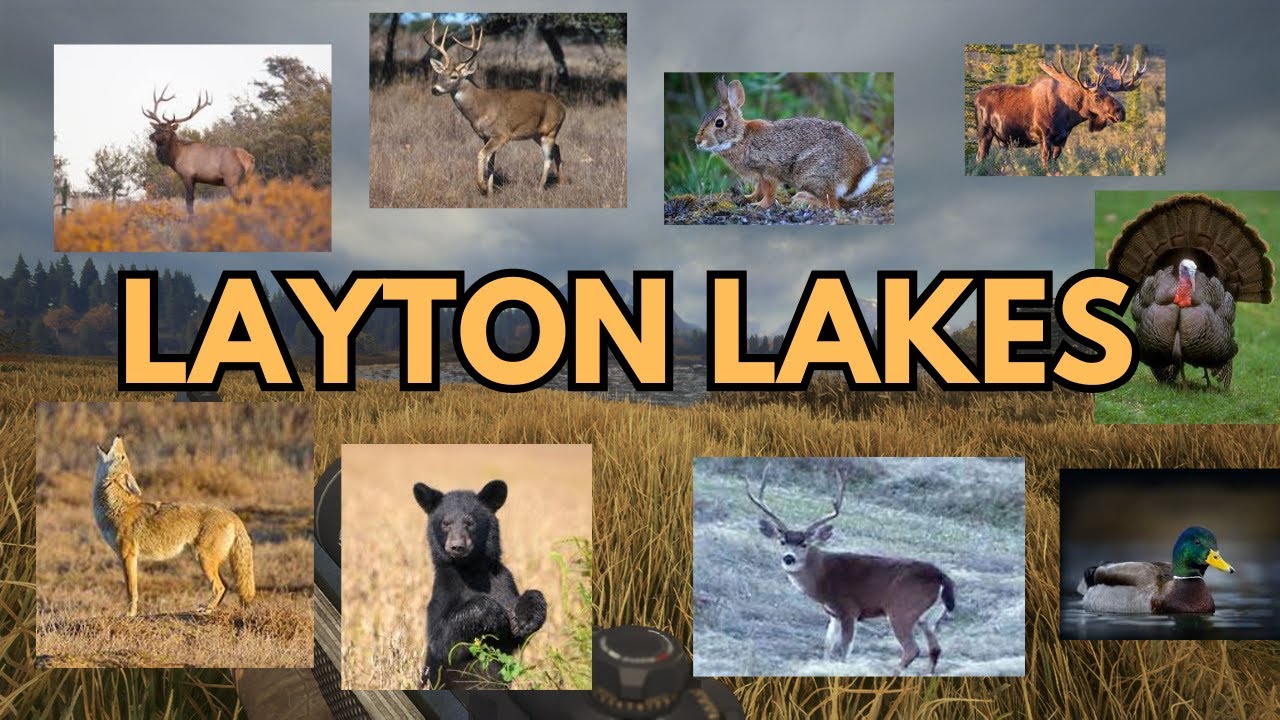 I Hunted Every Animal on Layton Lakes! (Call Of The Wild) - YouTube