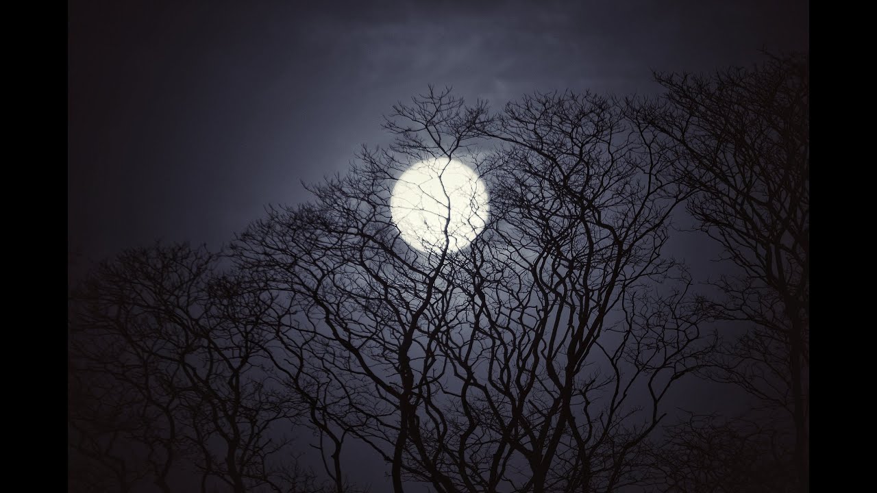 [Jungle Atmosphere Late Night Ambient] Sound Effect - YouTube