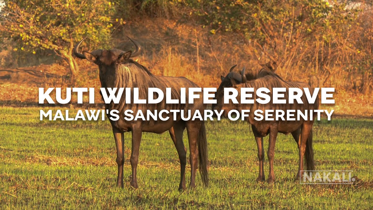 KUTI WILDLIFE RESERVE: Malawi's Sanctuary of Serenity - YouTube