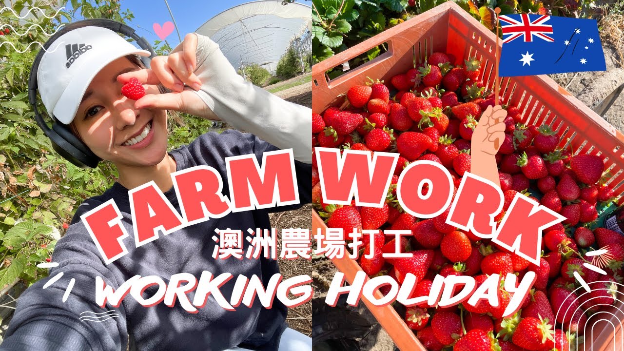 🇦🇺AU Working Holiday | 港女農場打工日記👩🏻‍🌾🍓🫐 | 跟我去農場返一日工!! | 澳洲打工度假VLOG ...