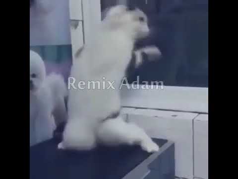 Bu hayatın heyecanı yok Kedili|Remix Adam