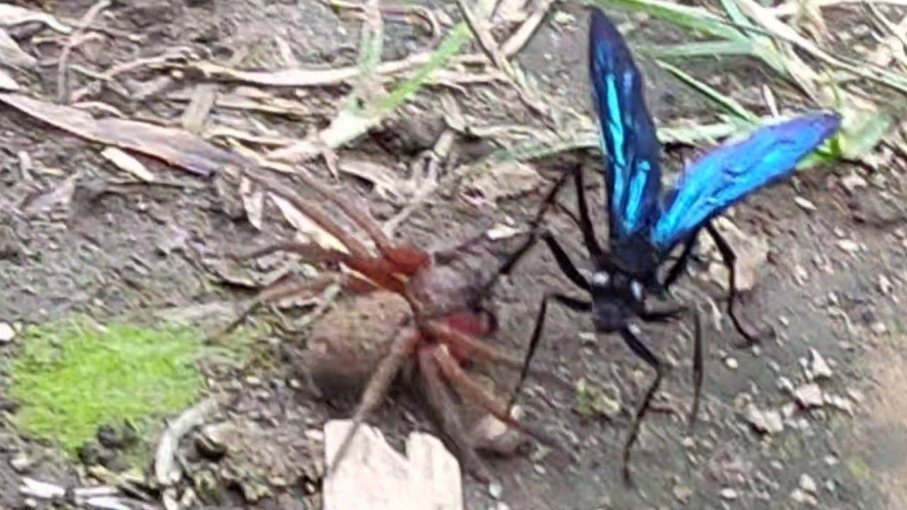 tarantula vs tawon vespa || dunia binatang - YouTube
