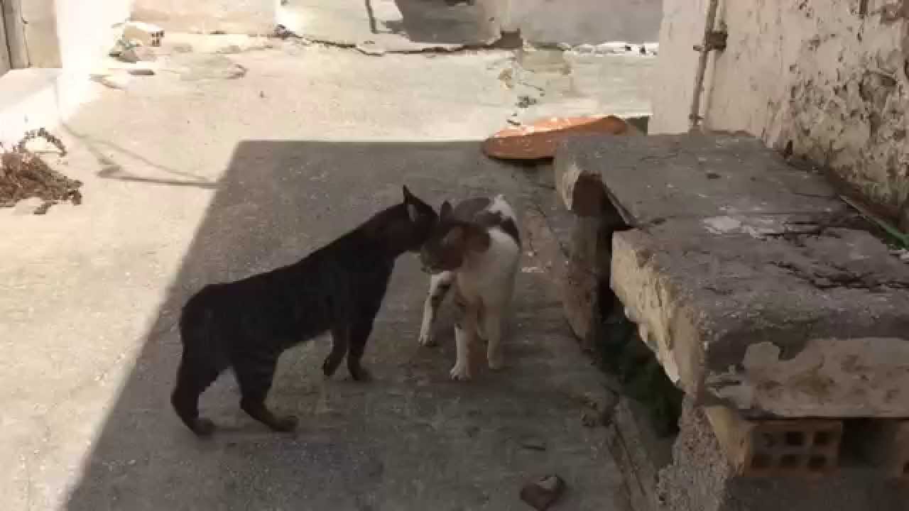 Angry Cat fighting - YouTube