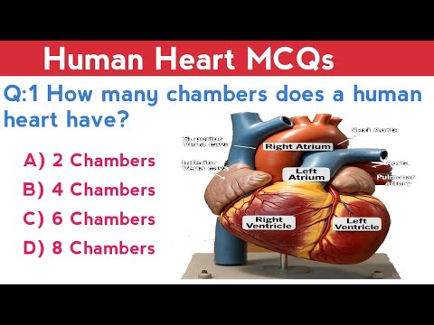 Human heart mcq || heart mcq ||heart mcq questions ||heart ...