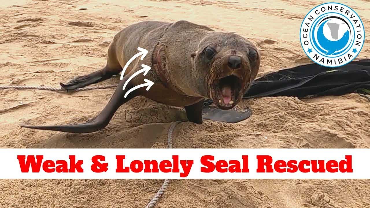 Weak And Lonely Seal Rescued - YouTube