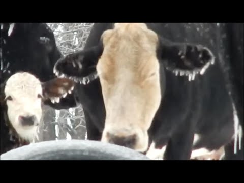 Ice Sickles on Cows (Ice Storm Adventure 1) - YouTube