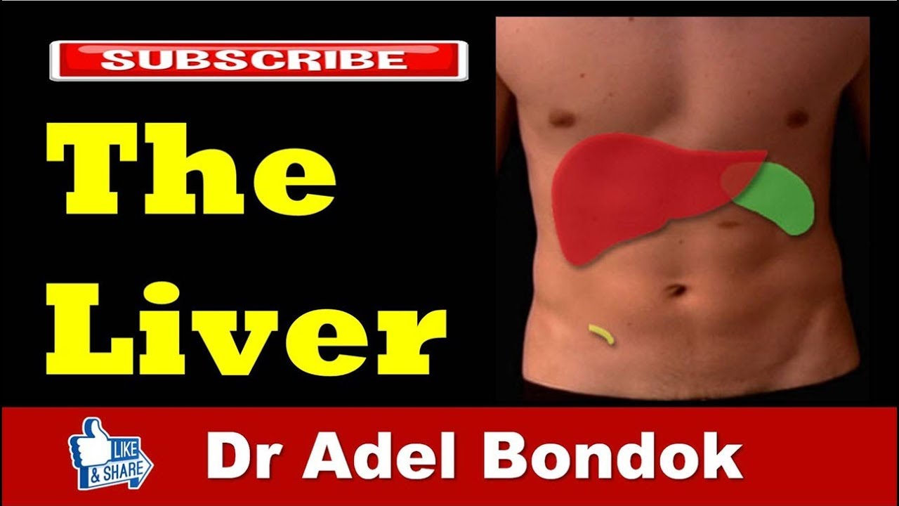 Anatomy of the Liver, Dr Adel Bondok - YouTube