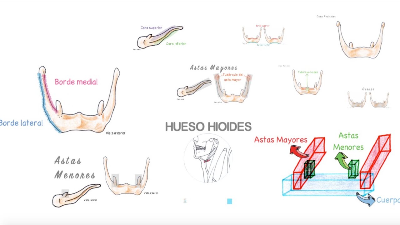 Hueso Hioides - YouTube