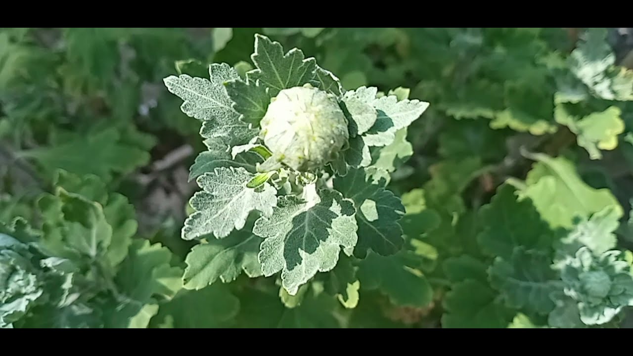 Disbudding/Pinching of chrysanthemum for getting healthy blooms ...