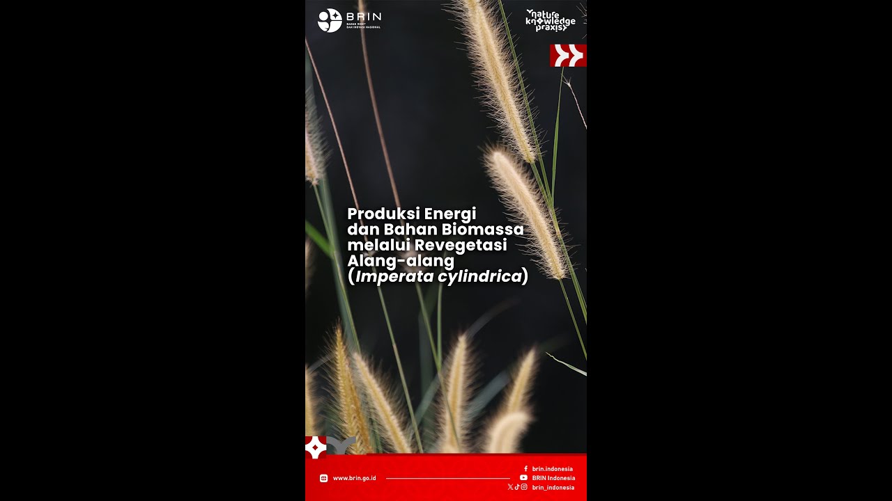 Biomassa Revegetasi Alang alang - YouTube
