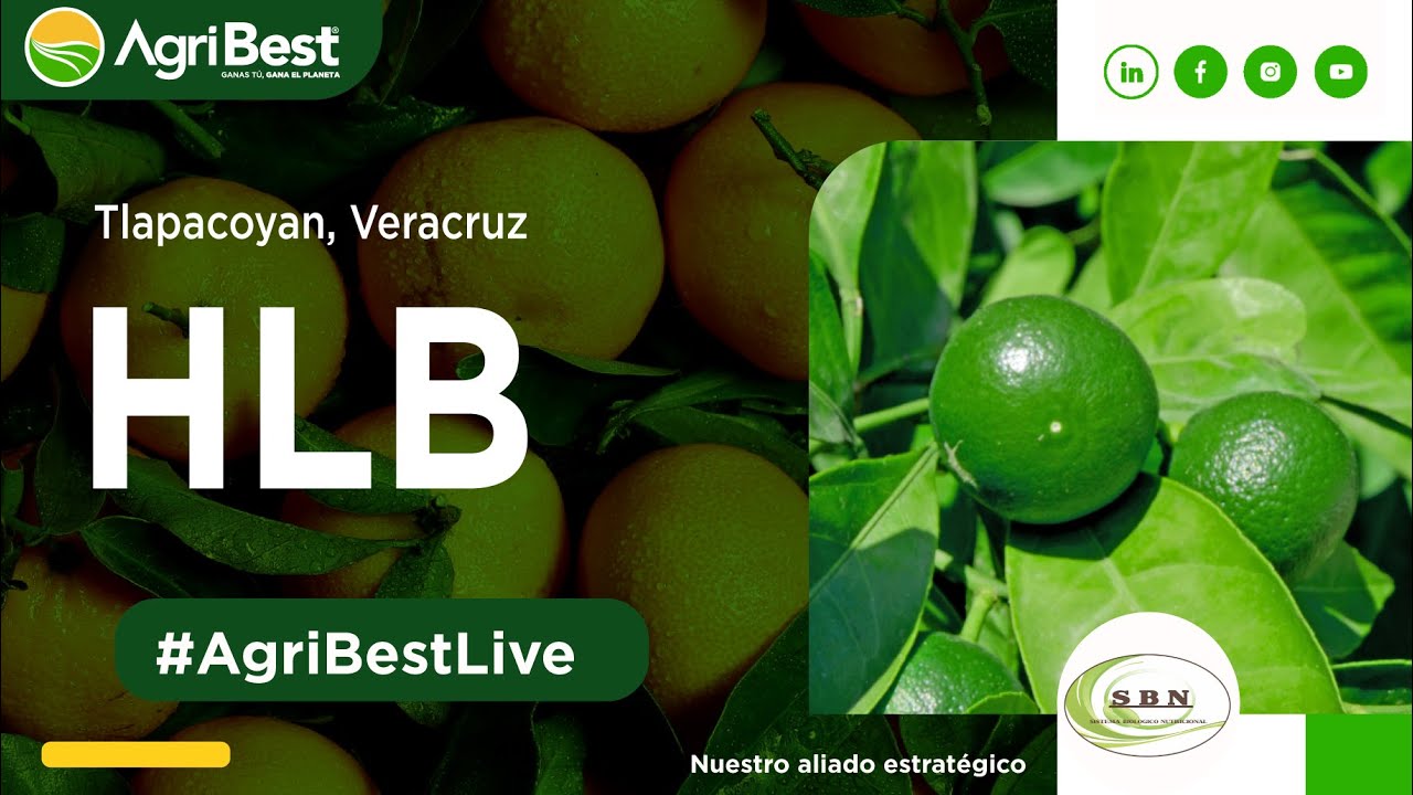 HLB AGB LIVE - YouTube