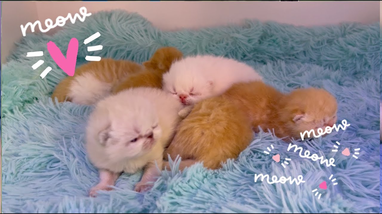 Mama Meows For Her Babies! 💕🐱💕 Colorpoint, Red Exotic Shorthair Kittens ...
