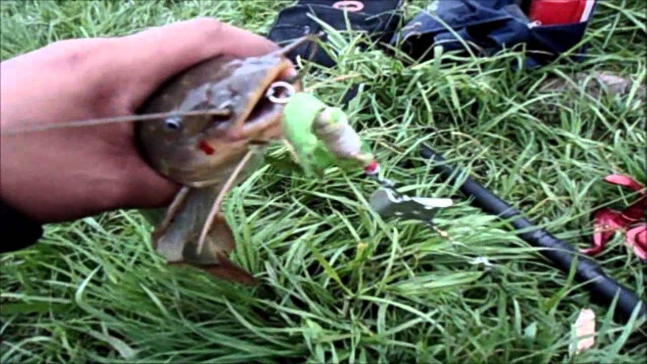 PESCA EN CORDOBA-BAGRE SAPO CON SEÑUELO-ENTRÁ A WWW.PUNTOPESCA.NET ...