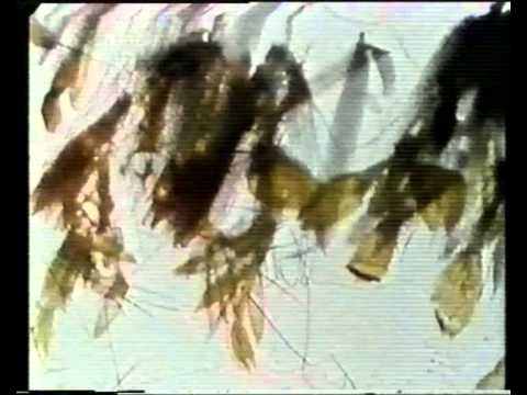 Mothlight by Stan Brakhage (1963) - YouTube