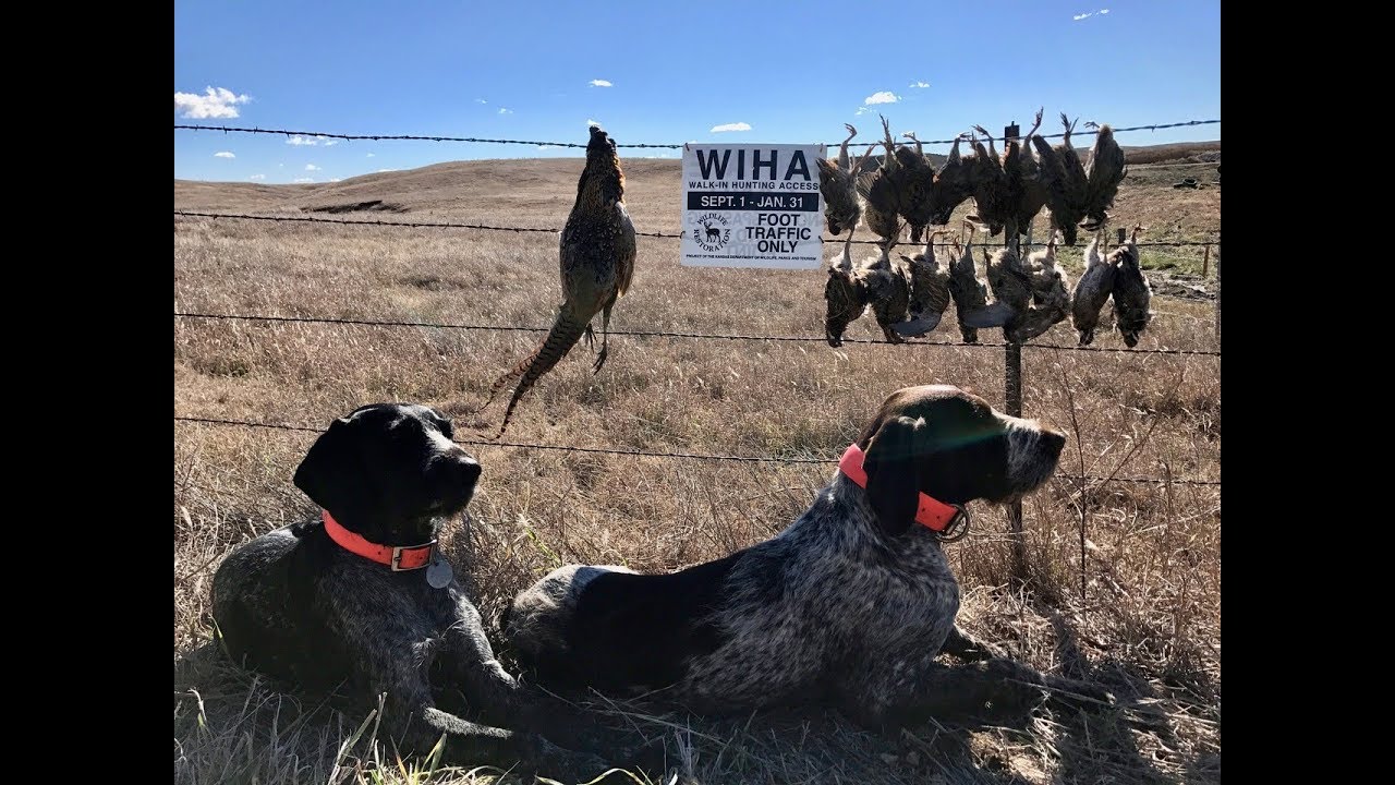 Kansas Quail Nov 2017- Part 2 - YouTube