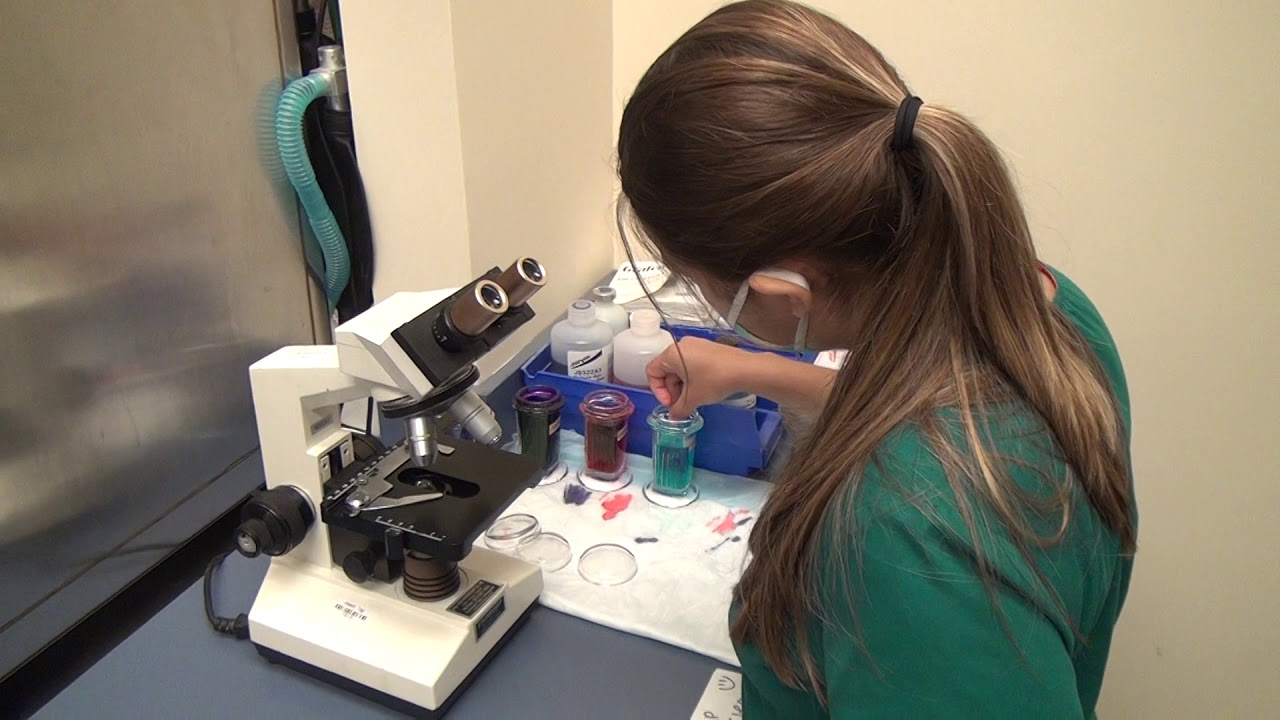 Perform cytological examination: collect, prepare, and evaluate ear ...