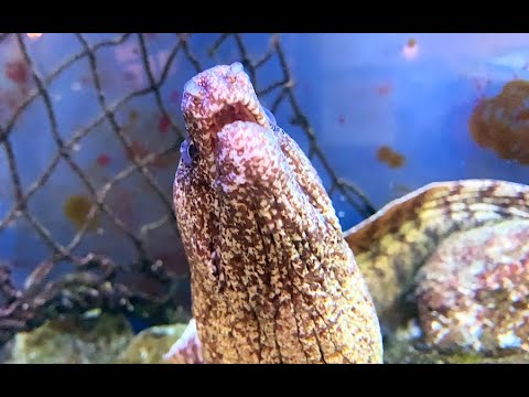 ウツボ Brutal moray,Peppered moray Gymnothorax kidako - YouTube