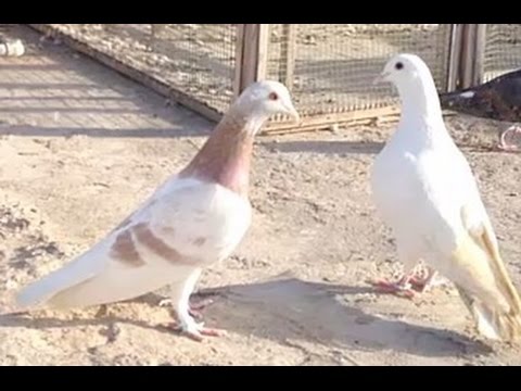 Pakistani Pigeons Video For international Views - in English - YouTube