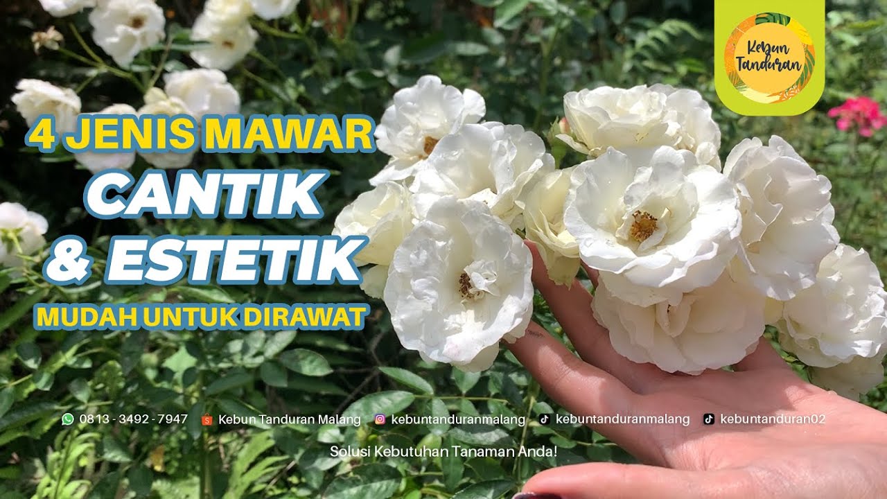 4 Jenis Mawar Cantik Mudah Dirawat | Koleksi Kebun Tanduran Malang ...