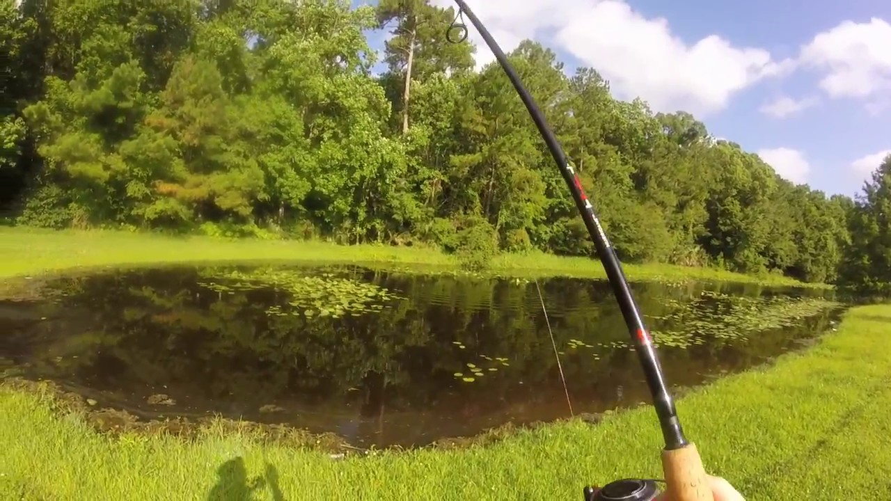 Gator fishing Florida: Gator caught while bass fishing - YouTube