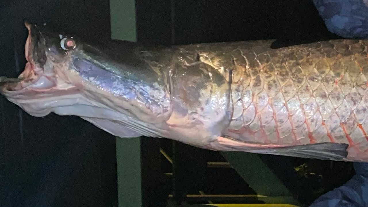 A CAPTURA DO MONSTRO!! Pirarucu mais de 2mts e mais de 100kg #pirarucu ...