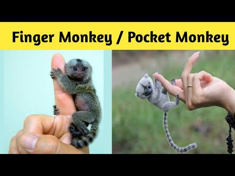 Finger Monkey | Pocket Monkey | Pygmy Marmoset | World's Smallest ...