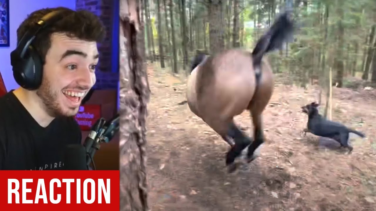 Horse Kicks Tree, Farts on Dog, Then Runs Away (REACTION) - YouTube