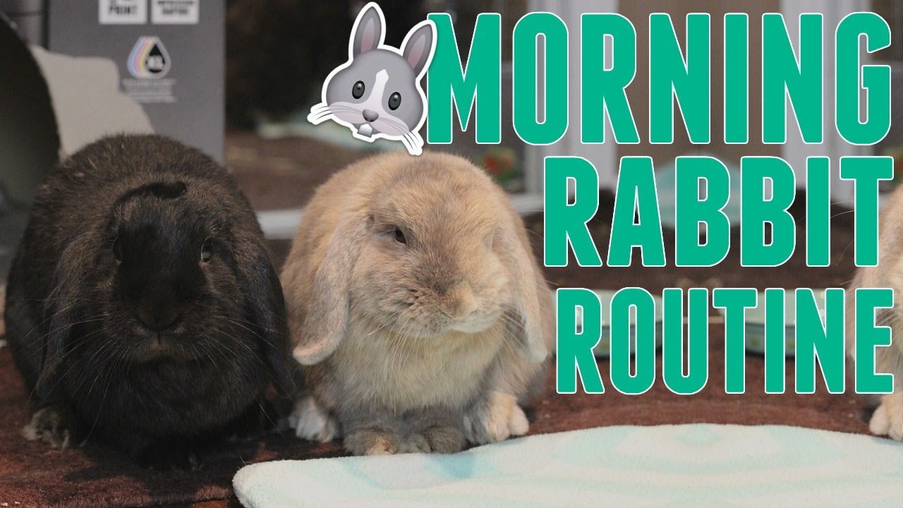 Morning Rabbit Routine 2016 - YouTube
