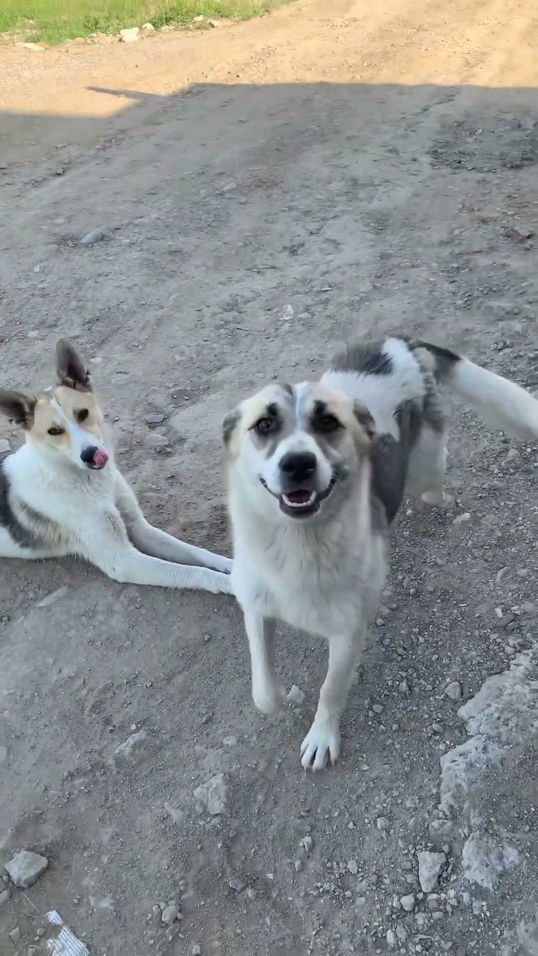 Hi dogs! #doglife#doglike - YouTube