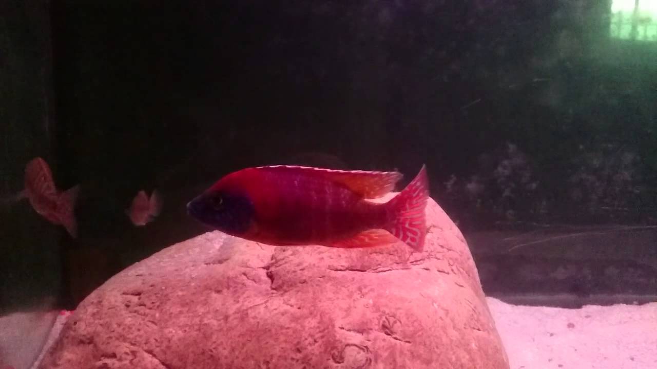 Aulonocara Ruby red CDG - YouTube
