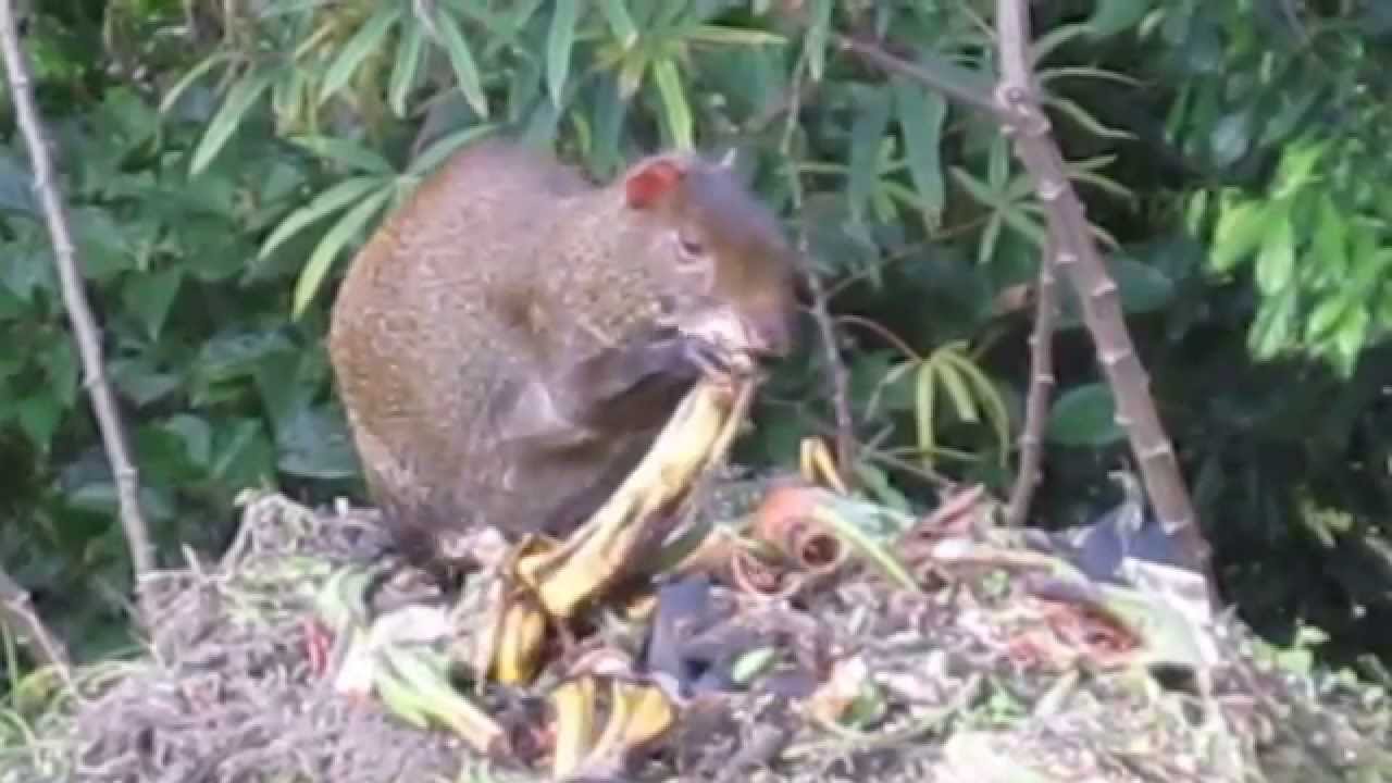 El Guatín. - YouTube