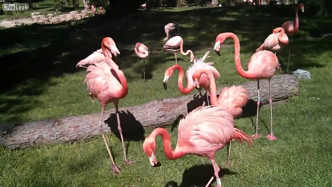 Pink flamingos fight for mate! - YouTube
