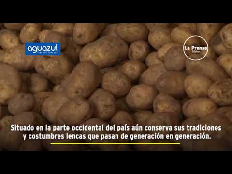 Intibucá, uno de los departamentos que más produce papa - YouTube