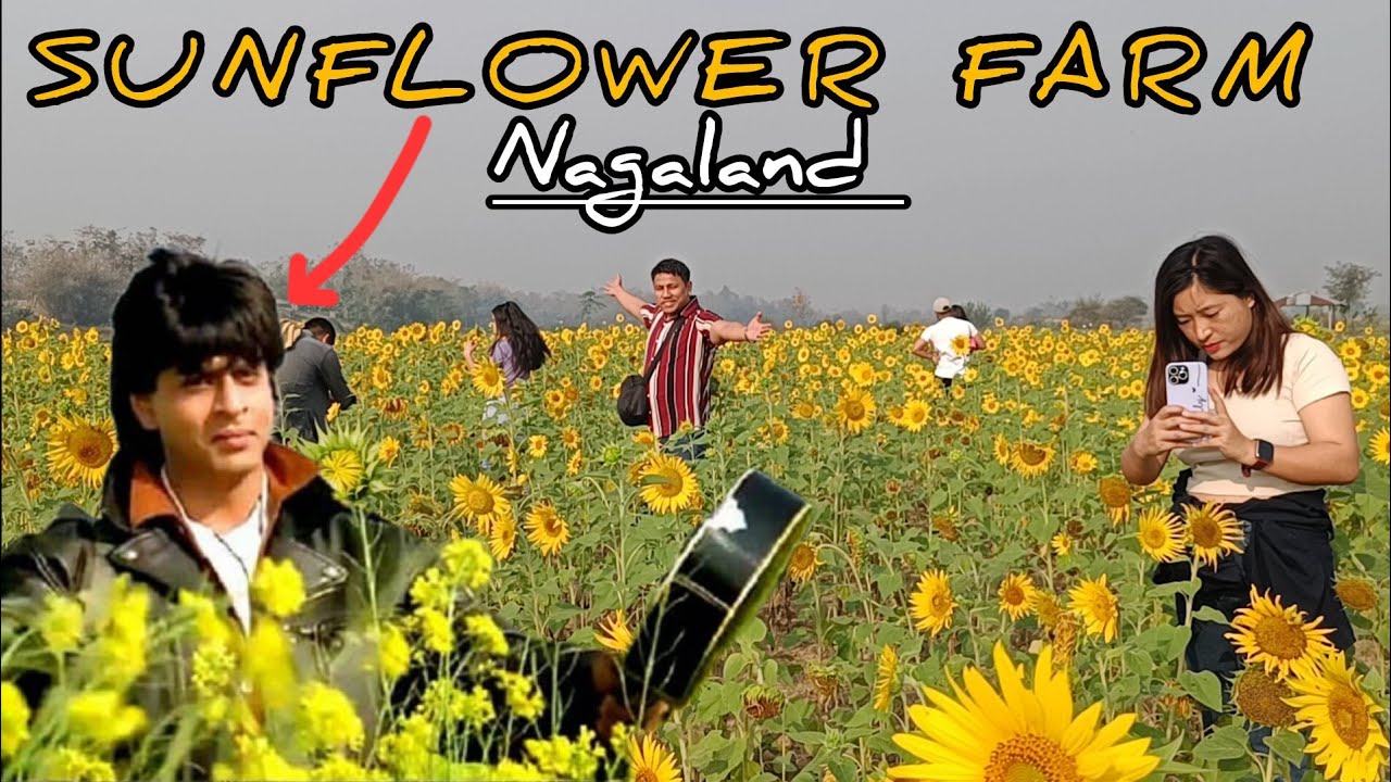 Sunflower Farm Nagaland 🇮🇳 - YouTube