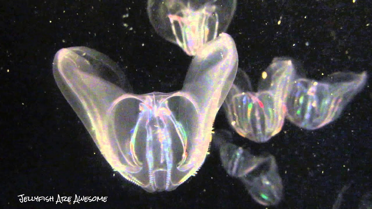 Lobed Comb Jelly - Bolinopsis infundibulum - YouTube