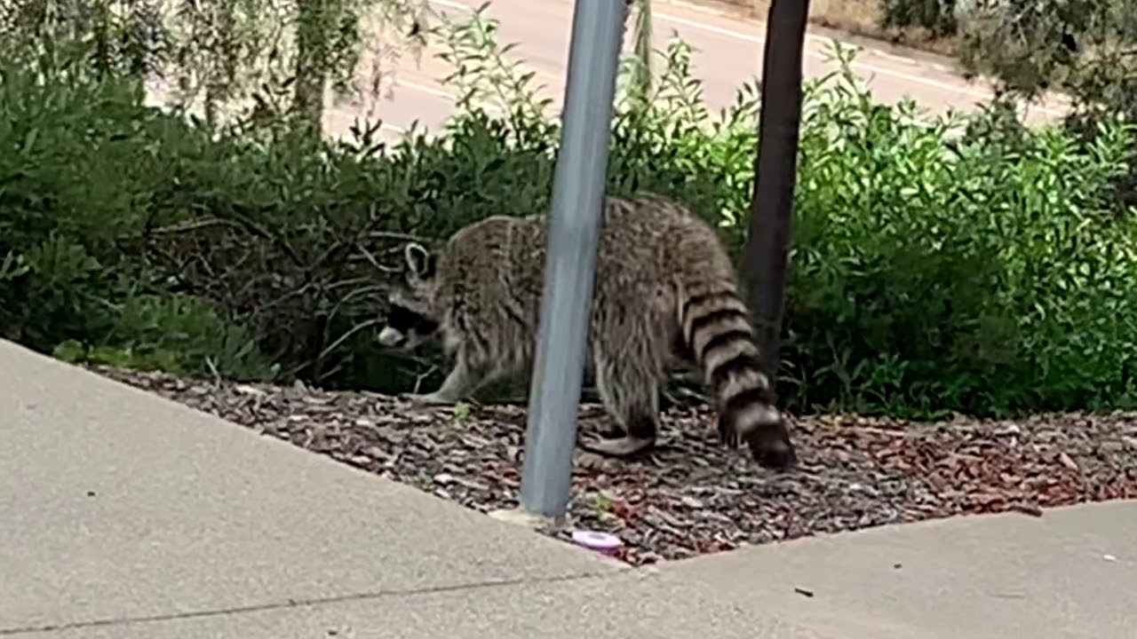 RACOON 🦝 EATING CRACKERS - YouTube