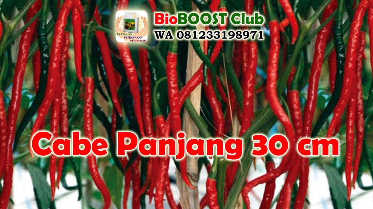 Cabe Kopay Panjang 30 cm dan Subur II Aplikasi BIOBOOST - YouTube