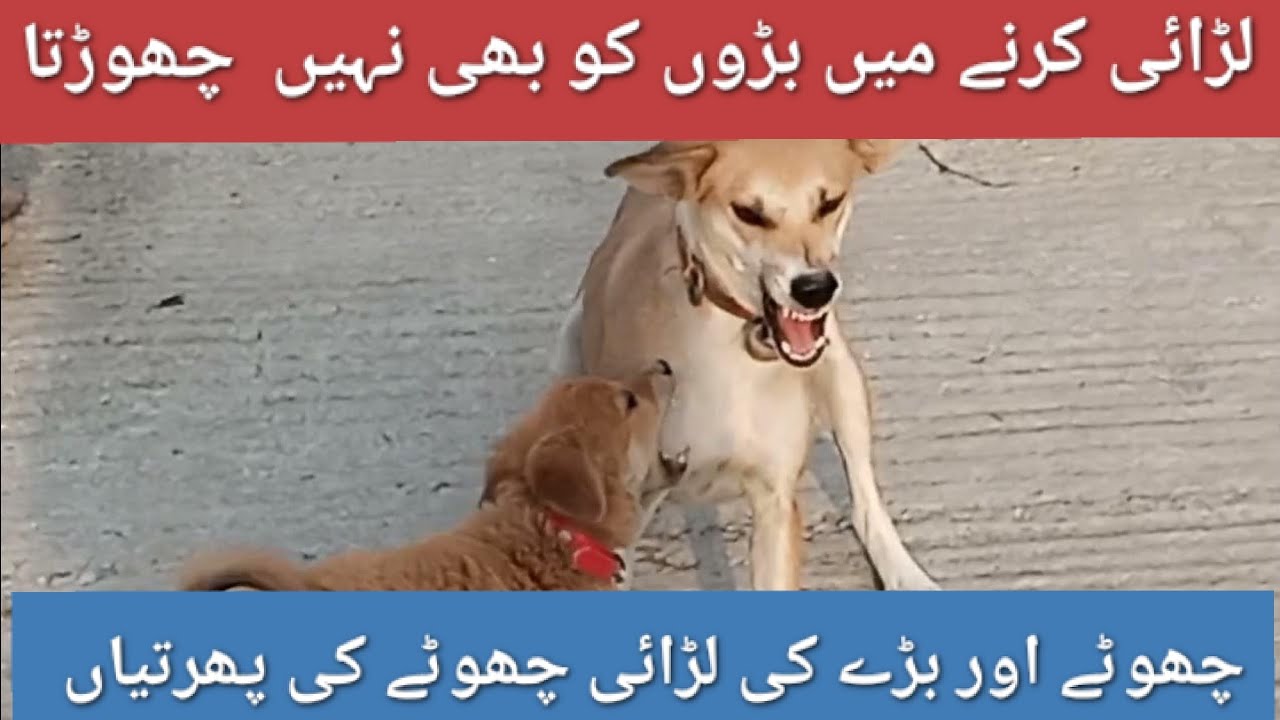 Cute dog Veri Dangerous Dog Alabai Dog Afghan dog - YouTube