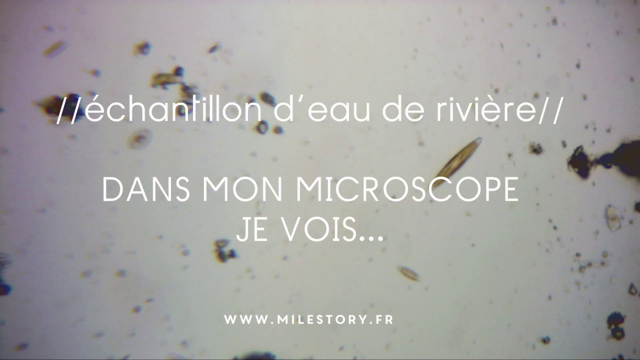 Observation d'un échantillon d' eau douce et de ses algues au ...