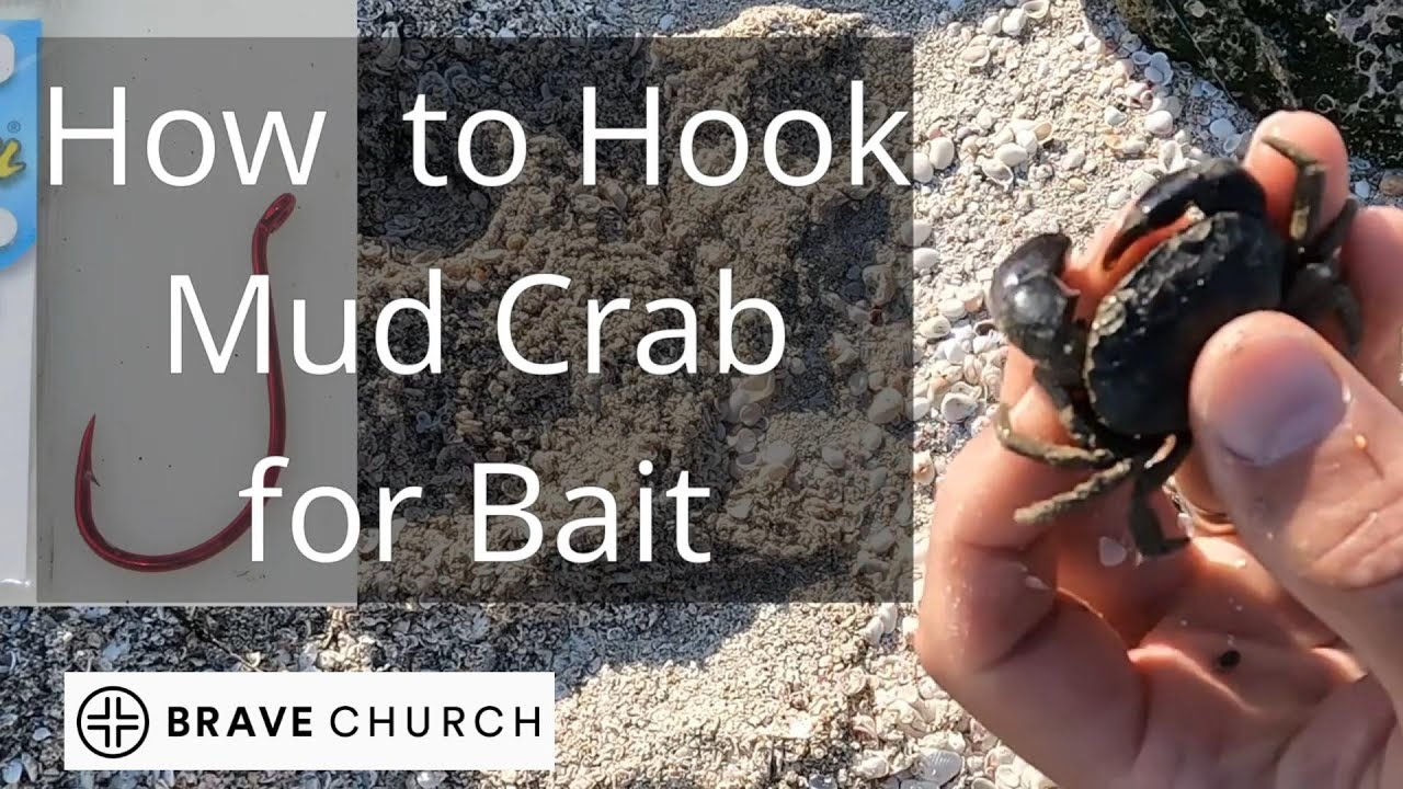 Salty 101- How to Hook Mud Crab For Bait - YouTube
