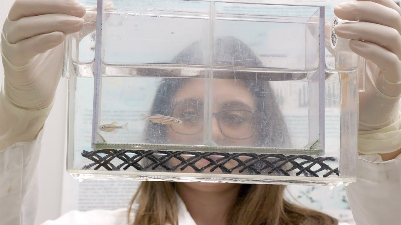 UI grad makes discoveries in the lab and dance studio - YouTube