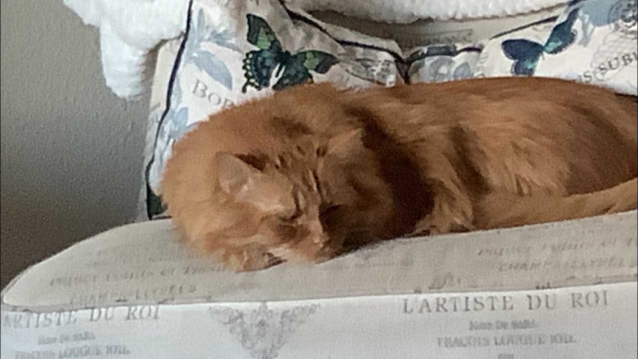 My Cat Is Not Square Bottom Cat (Short Music Video) - YouTube