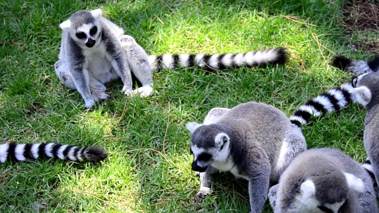 Lemur catta (ring-tailed lemur) group - קבוצת למור קטה ("זנב-טבעת ...